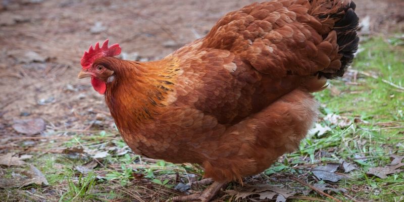 The Most Productive Egg Laying Chicken Breeds Strombergs